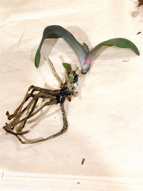 Stem Root Rot Is It Beyond Saving R Orchids