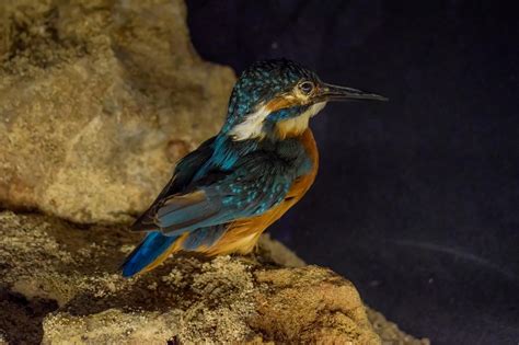 Halcyon Bird Blue Free Photo On Pixabay