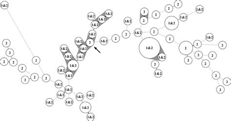 minimum spanning tree analysis of ehec o157 strains isolated in 2004