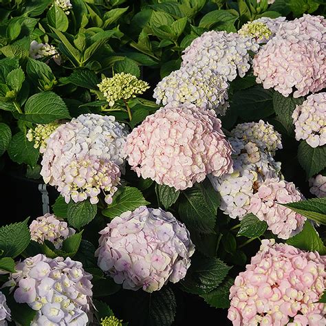 Wee Bit Innocent™ Bigleaf Hydrangea 4 Pot Proven Winners Hirts Gardens