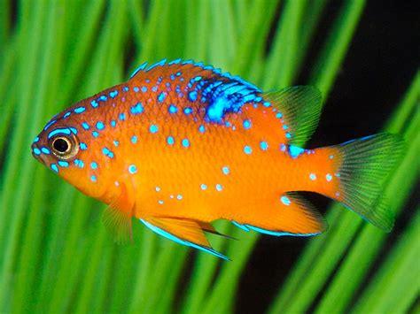 Garibaldi Cabrillo Marine Aquarium San Pedro California