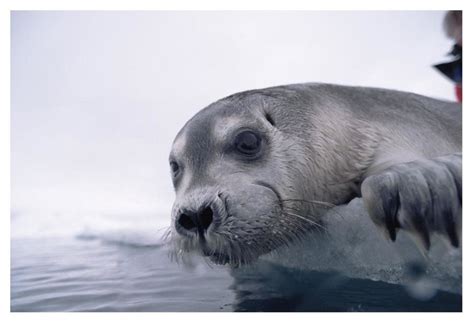 Bearded Seal Pup On Ice Edge Arctic Paper Print By Flip Nicklin 20