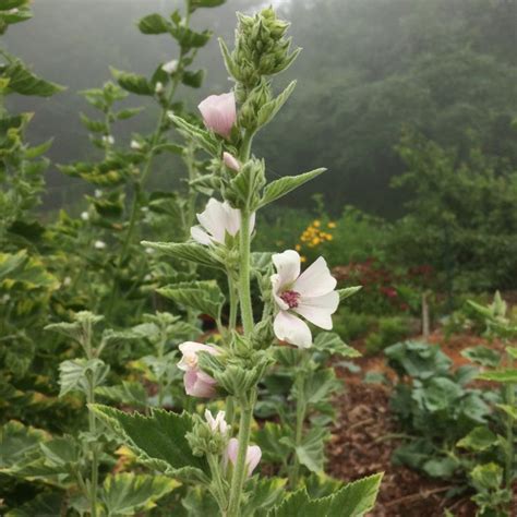 Marshmallow Plants Perennials Medicinal Plants