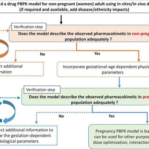 A General Workflow For Pregnancy Pbpk Model Development Download Scientific Diagram