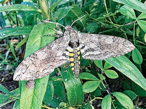 Hornworm Caterpillar Moth Hornworms In The Garden Whitney Anderson