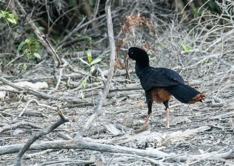 Paujil Culicastañocrestless Curassowmitu Tomentosum Birds Colombia