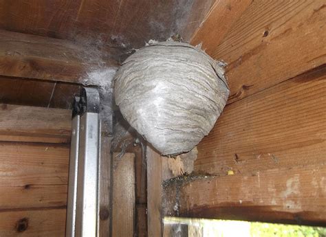 Safe And Effective Wasp Nest Removal Glasgow Eps