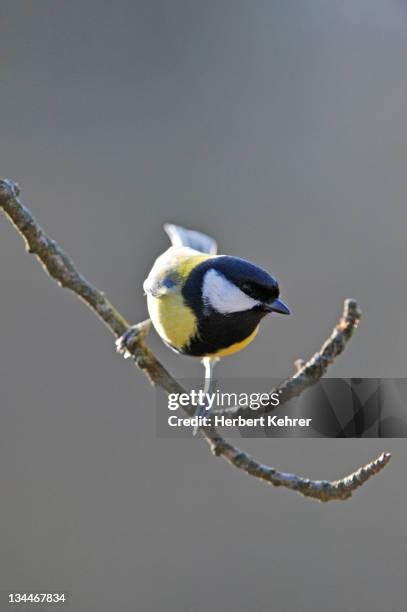 Tit Shot Photos And Premium High Res Pictures Getty Images