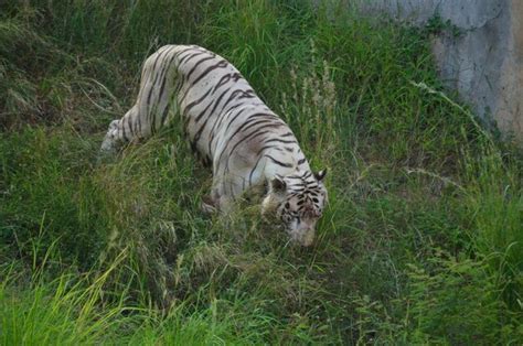 Premium Photo Tiger In Grass