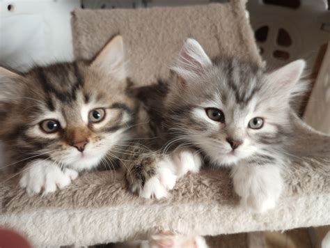 Jenericatz Tica The International Cat Association