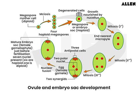 Double Fertilization Definition Process And Embryo Development