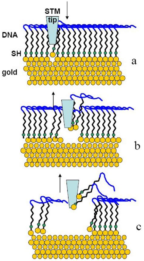 Figure 1 From The Effects Of Strain On Stm Lithography On Hs Ssdna Au 111 Surface Semantic