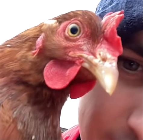 Create Meme Chicken Pictures Meme