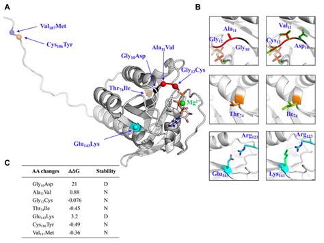 Disruption Of Deoxyribonucleotide Triphosphate Biosynthesis Leads To