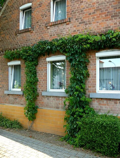 Thicket Creeper Parthenocissus Inserta Vitacea