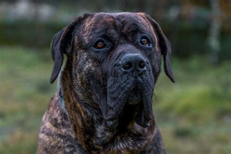 Presa Canario A Closer Look At The Canary Mastiffs History And