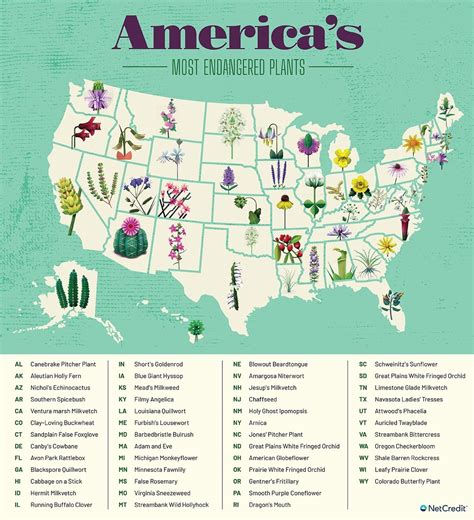 Foreign Plants List Around The World In Eight Plants Kdmw