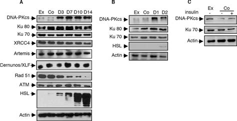 Adipocyte Differentiation Is Associated With An Early Increase In