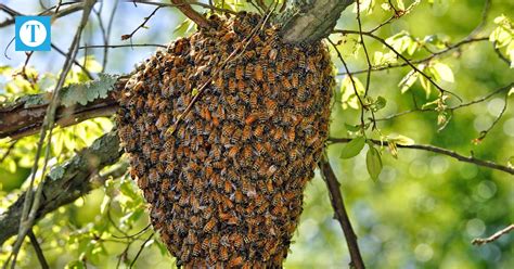 Honey Bee Usa At Randall Tran Blog
