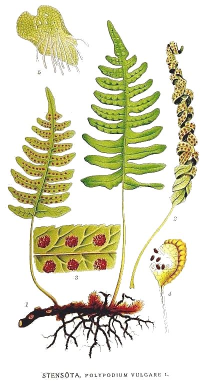 Polypodiopsida True Ferns — The Biology Primer