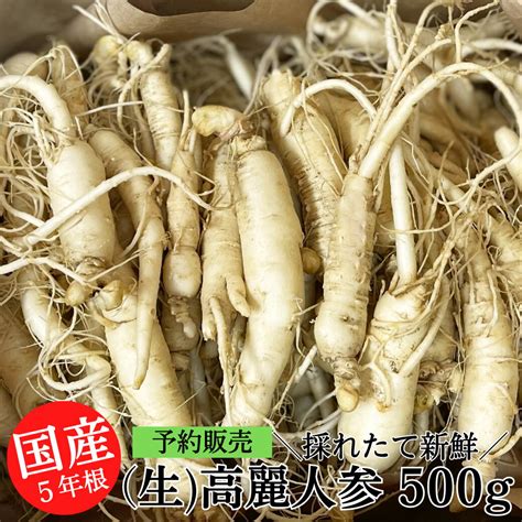 【楽天市場】【次回入荷時期未定】 国産 生の 高麗人参 500g15cm前後サイズ 高麗 人参 コーライ おたねにんじん 朝鮮人参 健康