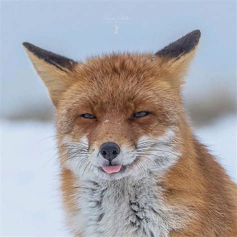 Blep Rfox