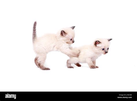 Beautiful Little Siamese Kittens Are Playing On Camera Isolated On