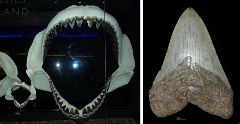 Fossils Of The Coastal Plain — Earth Home