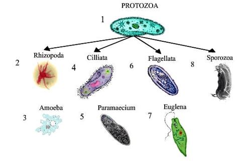 Classification Of Protozoa