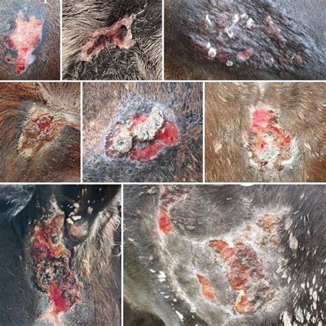 Sarcoid Cure Sarcoid Cure Added A New Photo