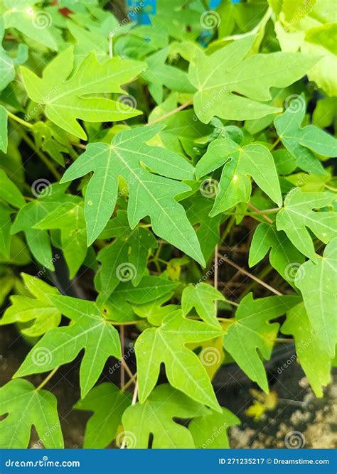 Photos Of Cassava Plant Leaves Stock Image Image Of Branch Tree