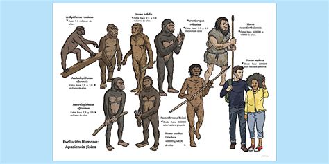 Poster Evolución Humana Apariencia Física Twinkl Colombia