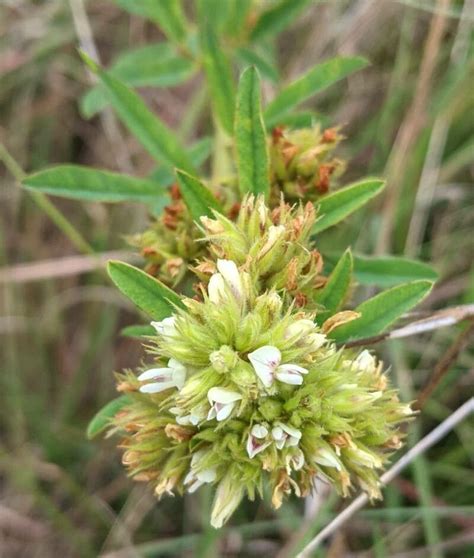 How To Grow Lespedeza Capitata Earthone