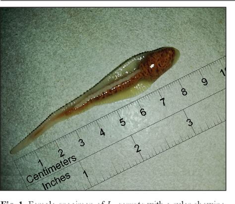 Figure 1 From Linguatula Serrata Pentastomida Linguatulidae