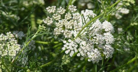 Anís La Planta Medicinal Que Alivia Dolores Estomacales Calma La Tos