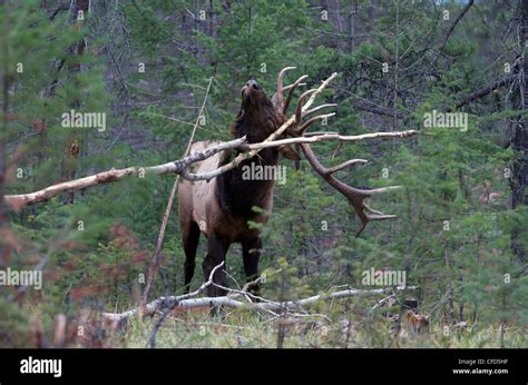 Mature Wild Bull Elk Cervus Elaphus Scraping Antlers Against Tree