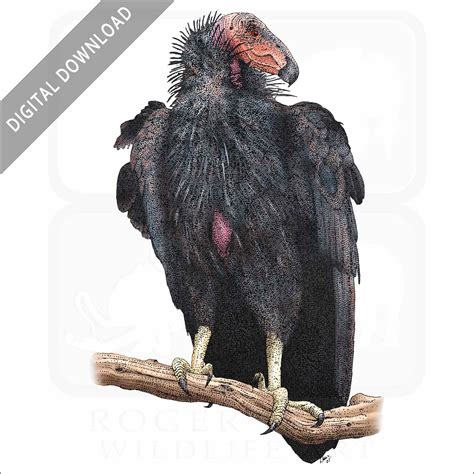 Stock Art Drawing Of A California Condor Inkart