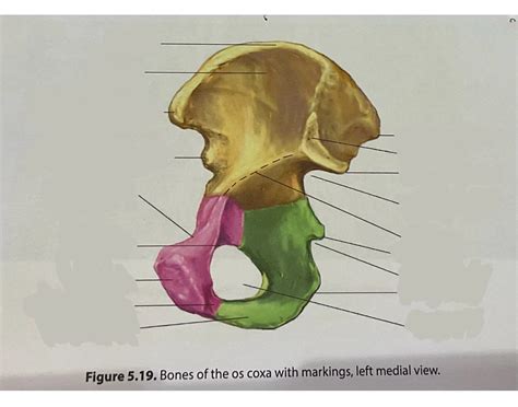 Os Coxa Left Medial Bone Markings Quiz