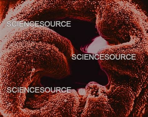 Oviduct Entrance Under A Microscope Stock Image Science Source