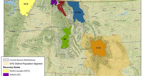 Ncde Grizzly Bear Population Rule Up For Review Montana Public Radio
