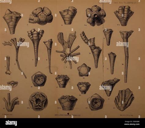 The Quarterly Journal Of The Geological Society Of London V 38 1882