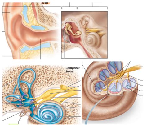 Biol 251 Lab Practical 2 Ear Diagrams Diagram Quizlet