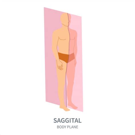 Coronal Suture Illustrations Illustrations Royalty Free Vector
