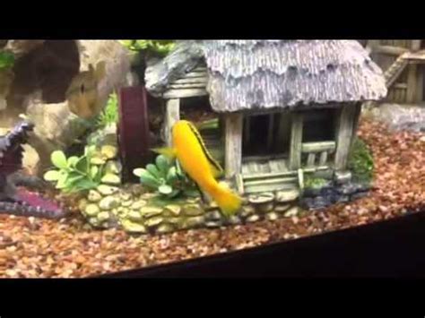 How To Sex Electric Yellow Cichlids YouTube