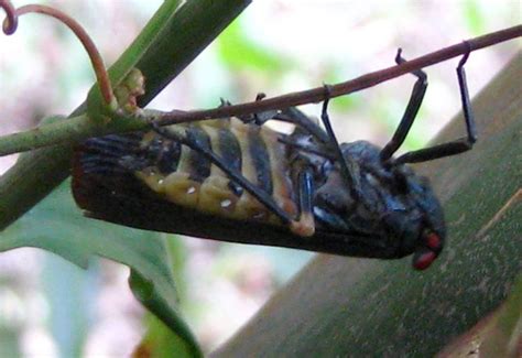 Planthopper Vs Leafhopper Key Differences And Identification Tips