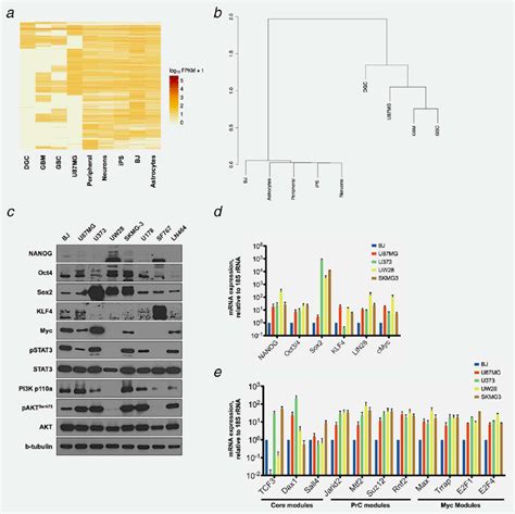 Comparison Of The Global Gene Expression Patterns In A Normal Human Download Scientific Diagram