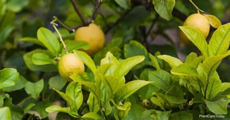Why Your Meyer Lemon Tree Leaves Are Turning Yellow