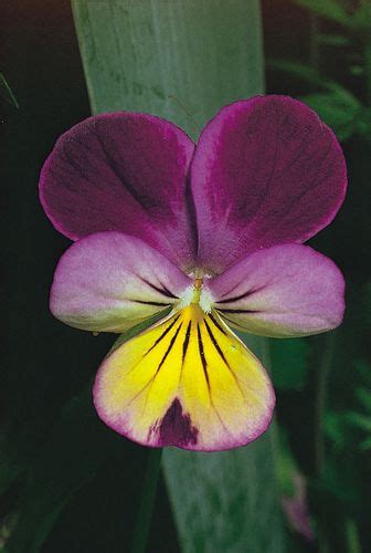 Zygomorphic Flower Plant Anatomy Britannica