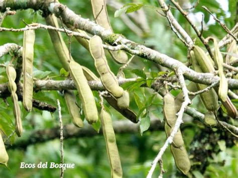 Inga Ecos Del Bosque