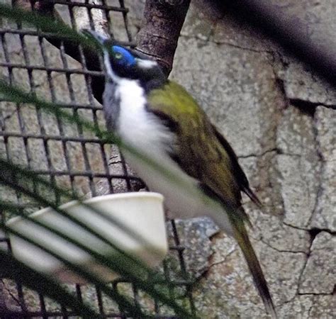 Blue Faced Honeyeater Wikipedia